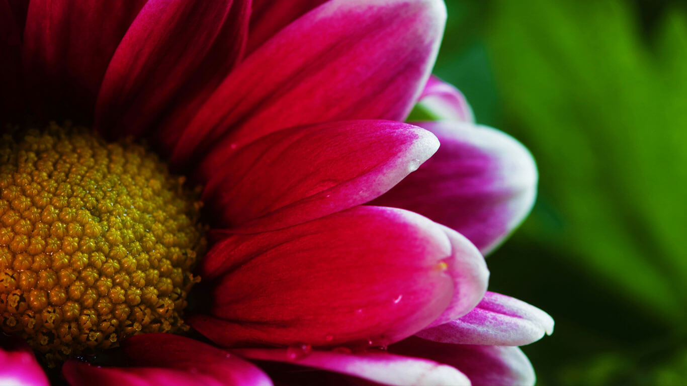 The Majesty of Chrysanthemums: Unraveling Their Meaning and Mastering ...