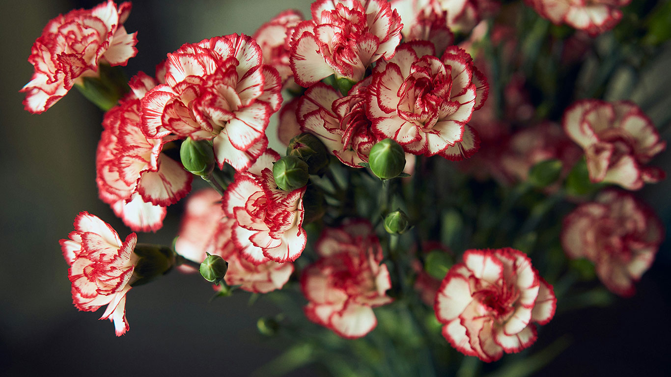 MINI CARNATIONS - Arcadia Farms | High Quality Flowers
