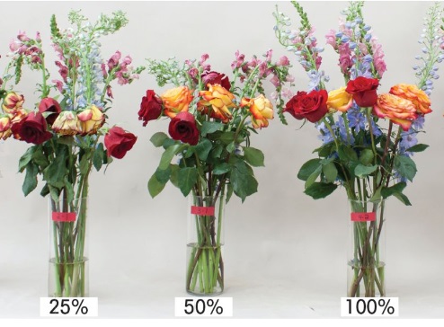 What are the effects of under- and overdosing flower food? - Arcadia ...